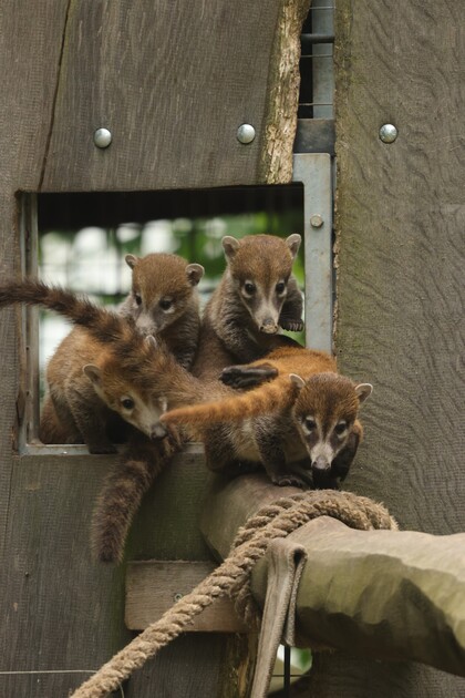 News - Über den Zoo | Zehnfacher Nachwuchs: Weißrüssel-Nasenbären ...